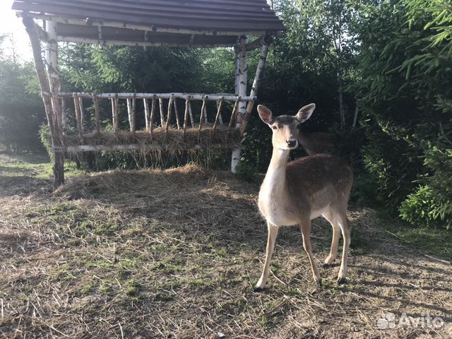 Европейская лань
