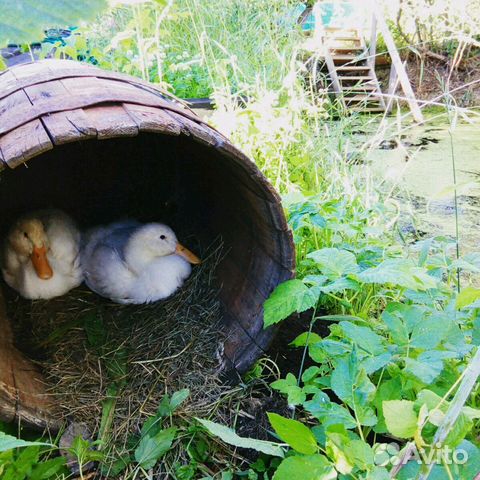 Цыплята мини мясные, утята индийского бегунка разн