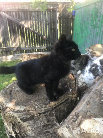 Плюшевые, чёрные котята в хорошие руки