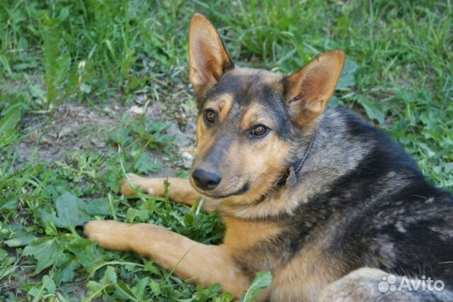 Мини-овчарка ищет дом