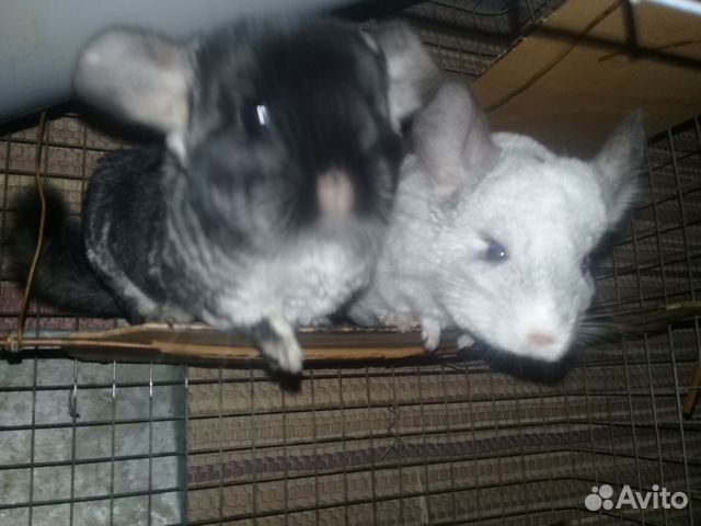 Семья шиншилл с клеткой