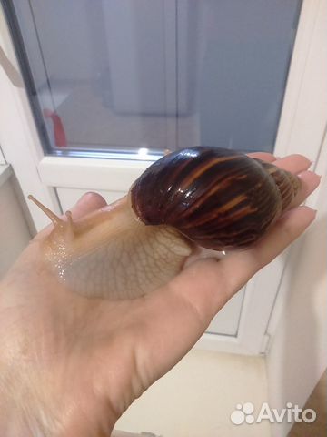 Улитка ахатина даром