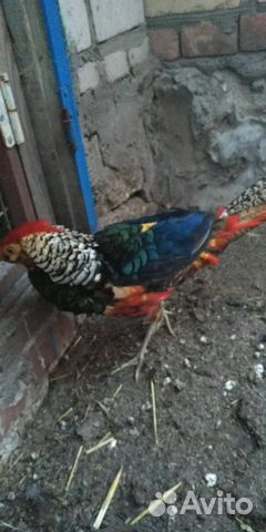 Фазан Алмазный