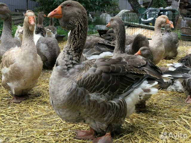 Тулузские гуси.Инкубационное яйцо
