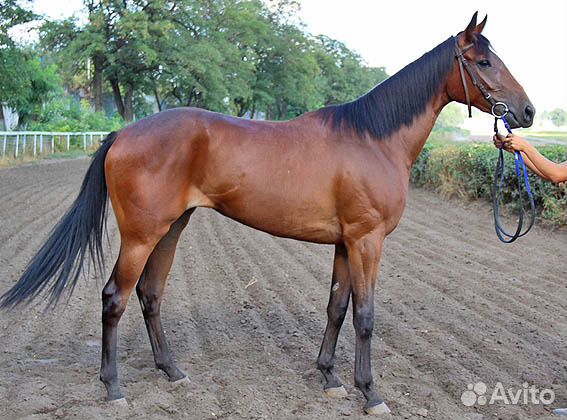 Капоэйра, ч/к кобыла, конематка 2012 г.р