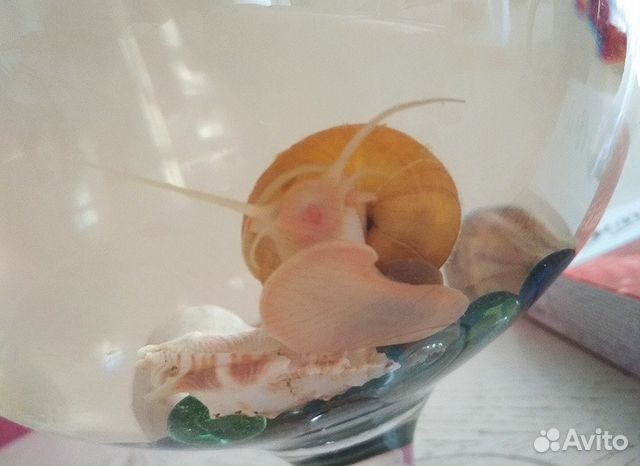 Улитка Ампулярия