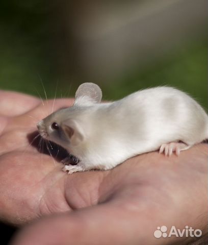 Мышь декоративная сатиновая шоколадный сиам