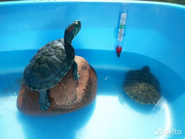 Черепахи красноухие