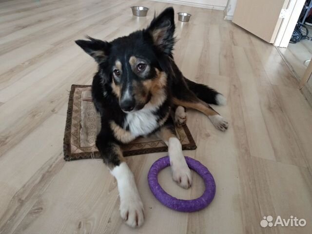 Отдам собаку в надежные добрые руки