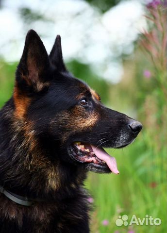 Бард, статный красавец - овчар ищет опытных хозяев