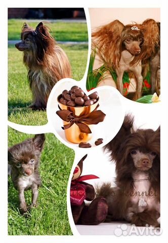 Шоколадные мини красотки