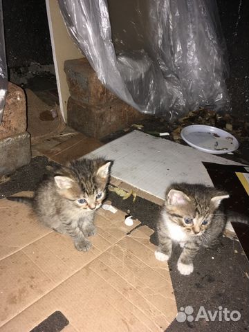 Котята беспородные