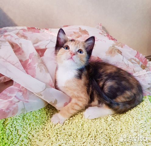 Котенок Чудо Дивное Эксклюзивное дар в добрые руки