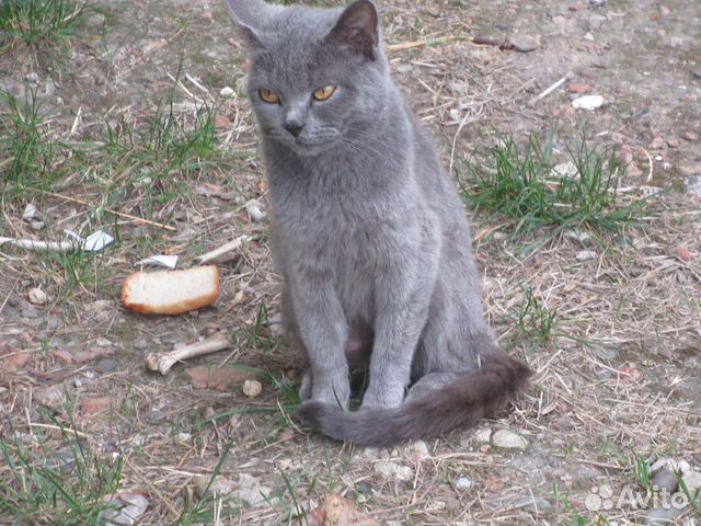 Британка кошечка/котик и" дворяне" живут в подвале