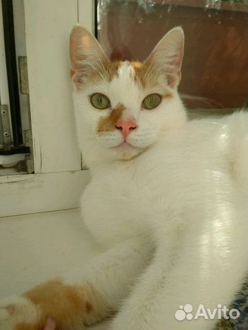 Шикарный котик