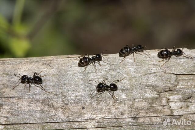 Муравьи Lasius Filiginosus