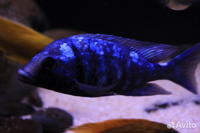 Плацидохромис фенохилус танзания