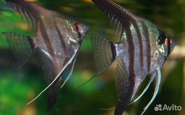 Скалярии в добрые руки