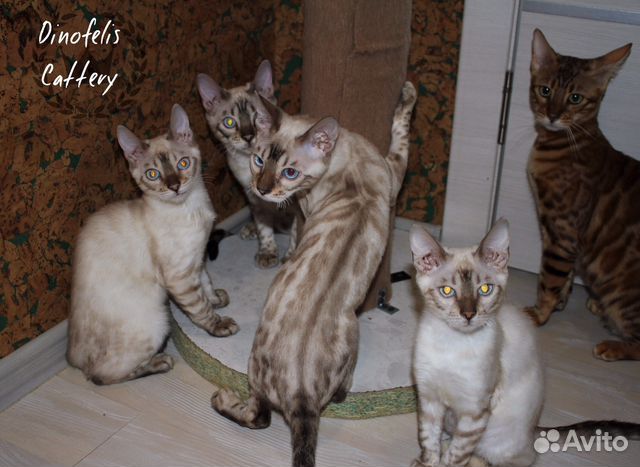 Котики с оценками Линкс