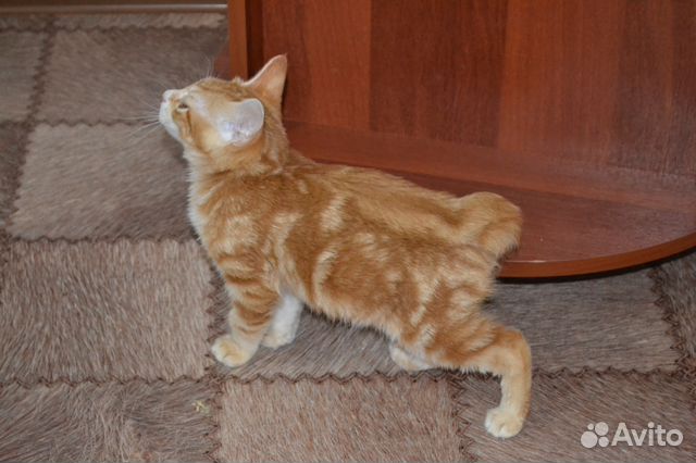 Котик Феликс