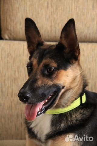 Зена, метис овчарки, в добрые руки