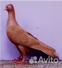 Голуби венские длинноклювые