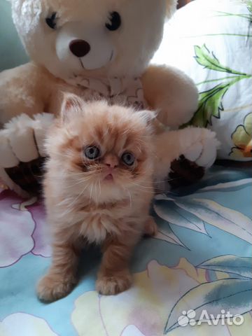 Персидский котёнок