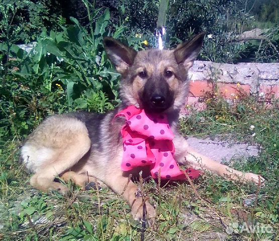 Роскошный щенок-подросток