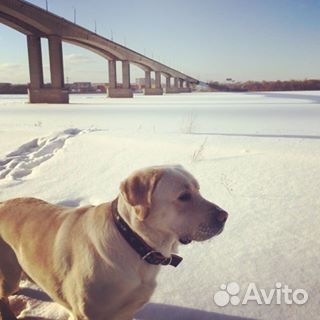 Лабрадор ретривер на вязку
