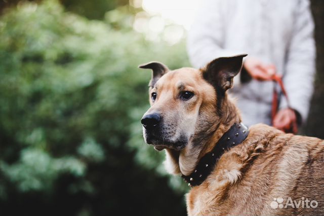 Сэр Арчибальд