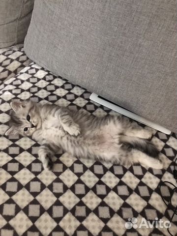 Котёнок шиншилловой кошки с британцем