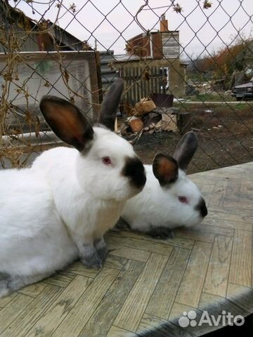 Калифорния и Серебро