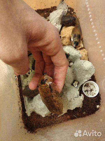 Коробка с экзотическими тараканами