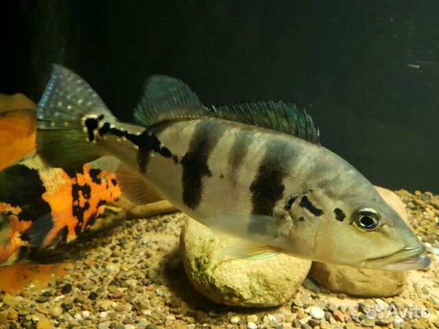 Цихлы Азул (Cihla Azul), Аравана серебристая