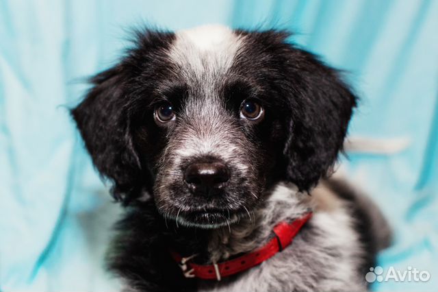 Очаровательная девочка Эмми ищет свой дом