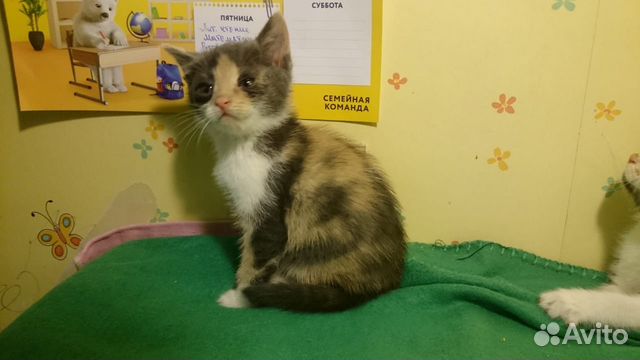 Трехцветные котята-девочки в дар 1 мес