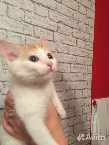 Бусинка ищет дом