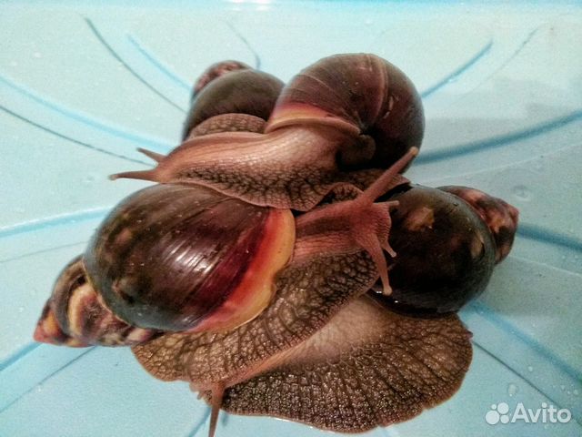 Улитки ахатины фулика