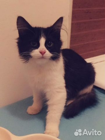 Пушистая крошка-девочка