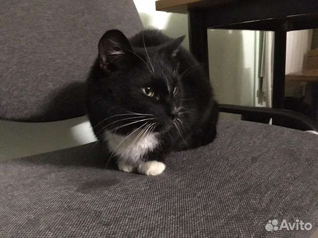Котик хочет домой