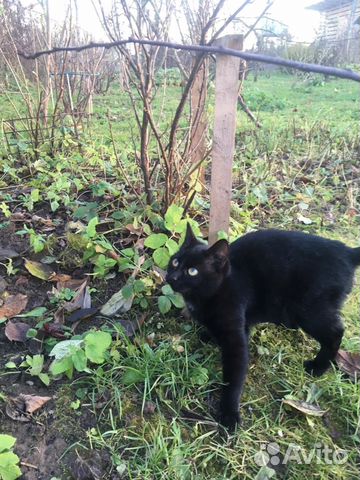 Котята в беде