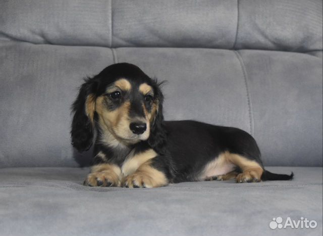 Черно-кремовые малыши