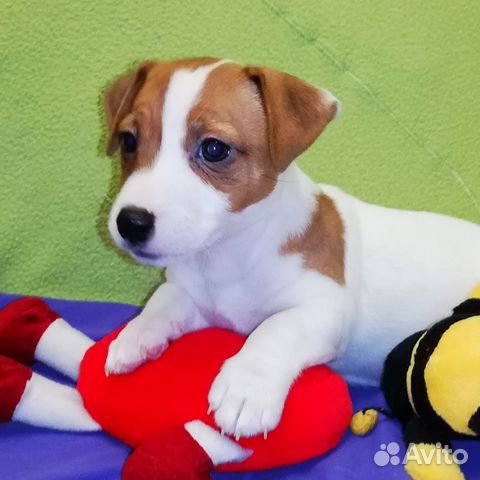 Джек рассел терьер-клубная девочка