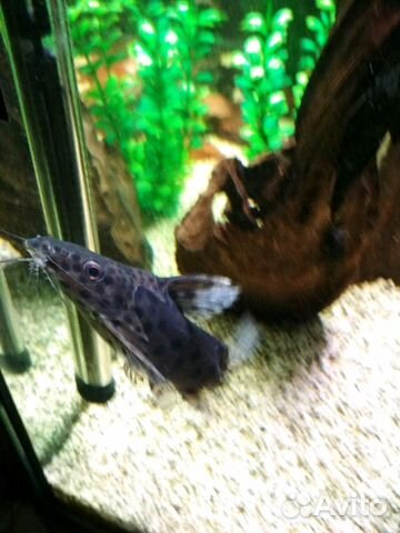Два сома синодонтиса