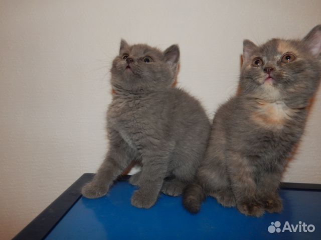 Полубританцы - Мягкие Котятки