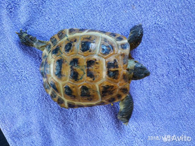 Черепаха