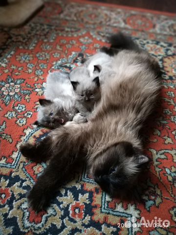 Котята Невской маскарадной