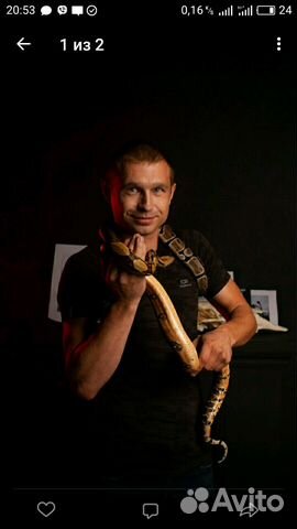 Императорские удавы, питоны