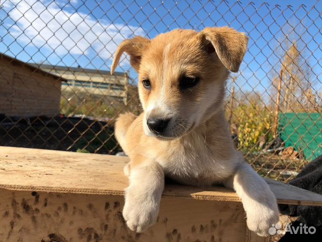 Супер красивый щенок ищет хозяина