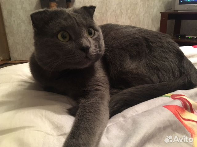 Вязка, Кот британский-веслоухий